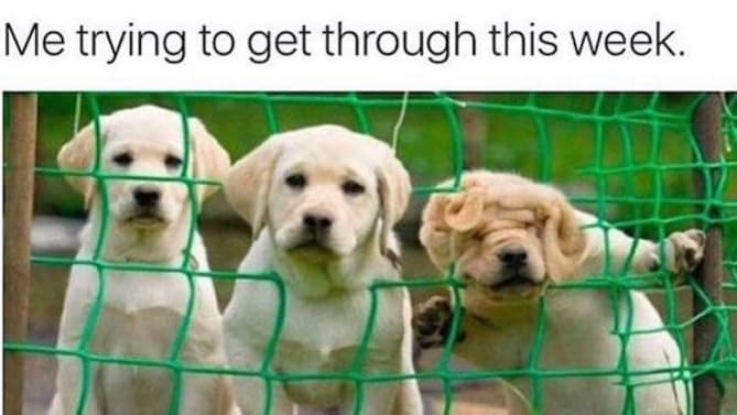 25 Mood-Improving Memes for When You're Having a Bad Day at Work ...