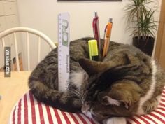 35 Hilarious Memes That Prove We Deserve to Nap in the Office ...